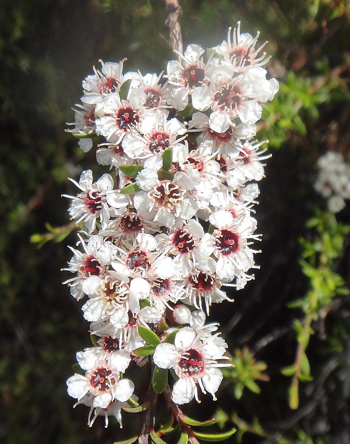 Indigenous Plants List – Kauri Trees